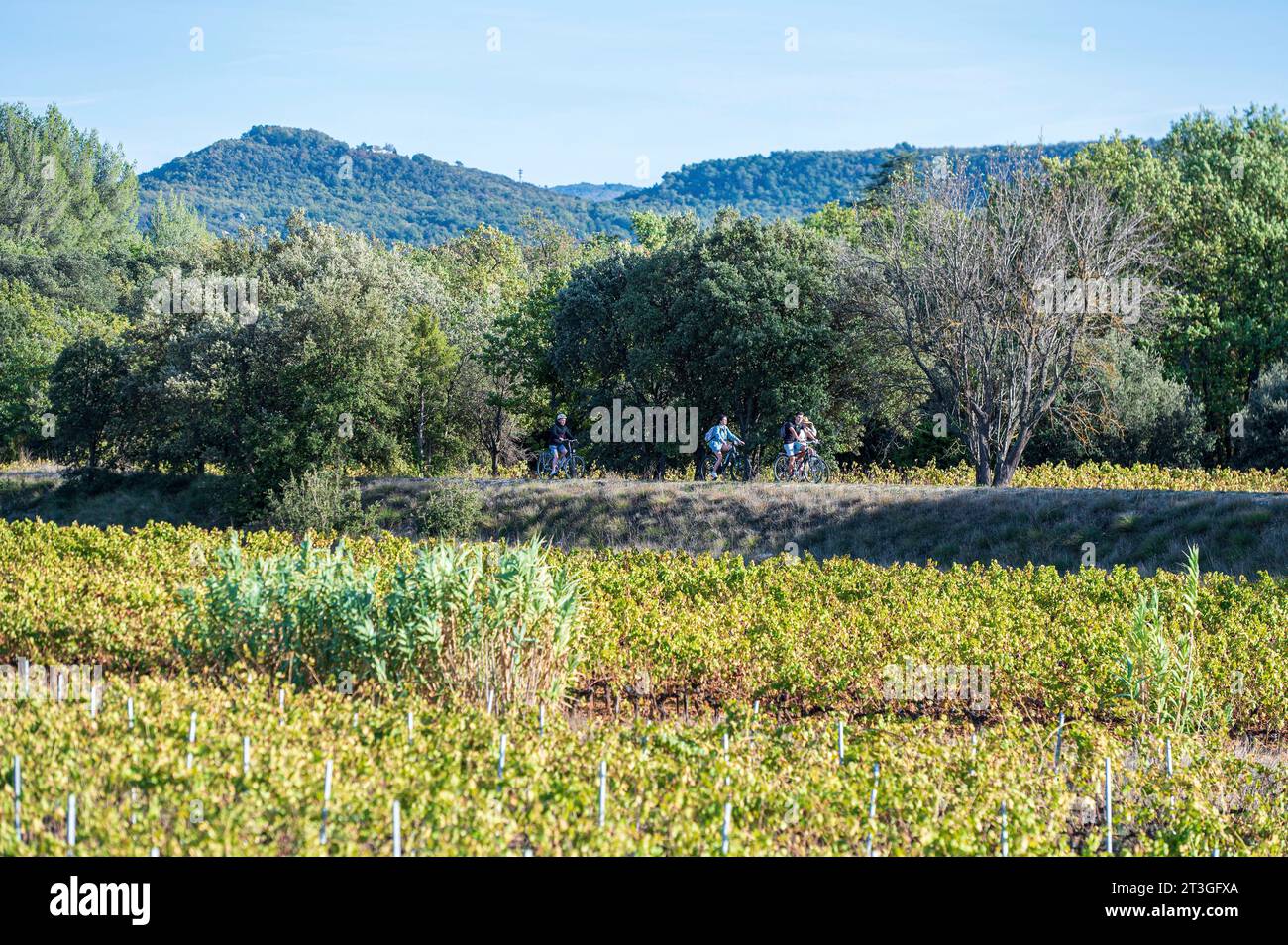 France, Vaucluse, Luberon regional natural park, cycle route on the ...
