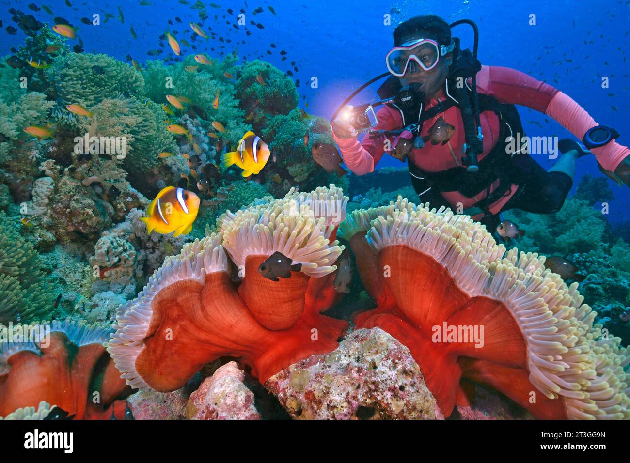 Egypt, Red Sea, a sea anemone (Heteractis magnifica) and two clownfishes (Amphiprion bicinctus ...