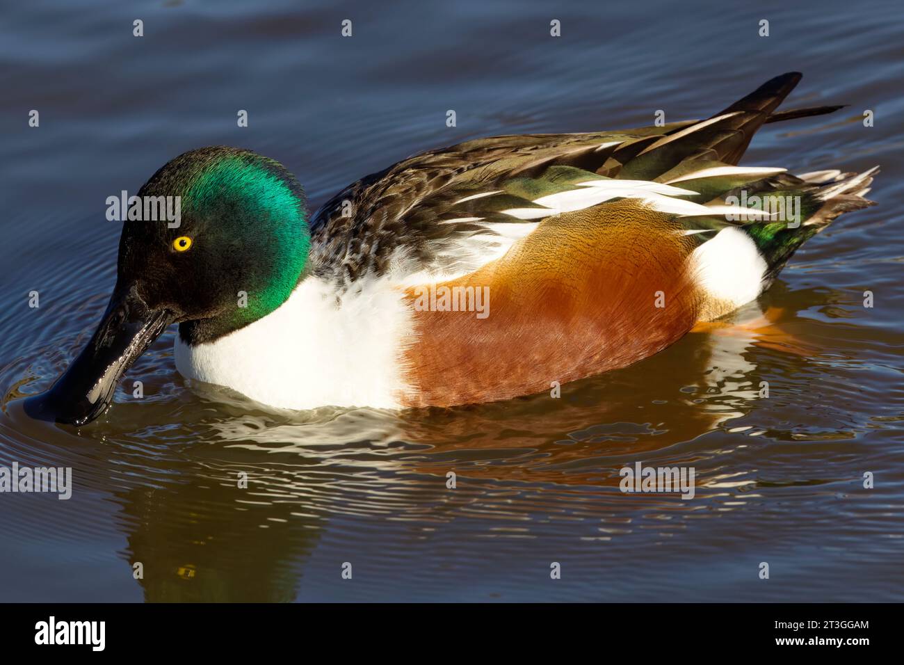 Duck with spoon shaped beak hi-res stock photography and images - Alamy