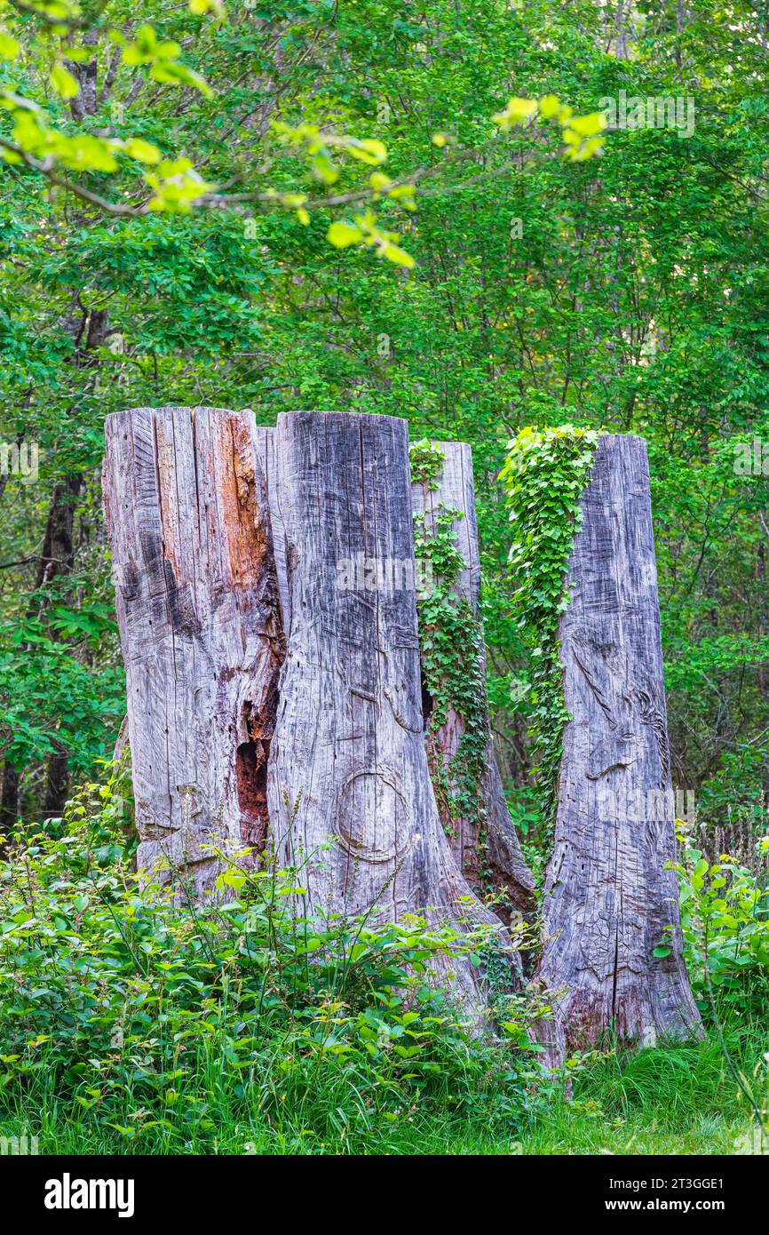 France, Vendee, Vouvant, Mervent-Vouvant forest, Les Cinq Jumeaux (The ...