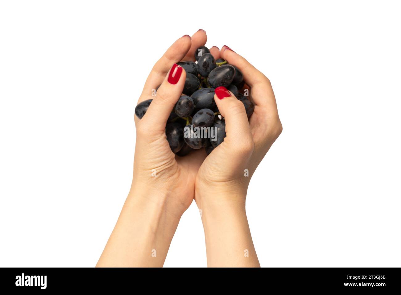 A sprig of red grapes in woman hands with red nail polish isolated on a ...