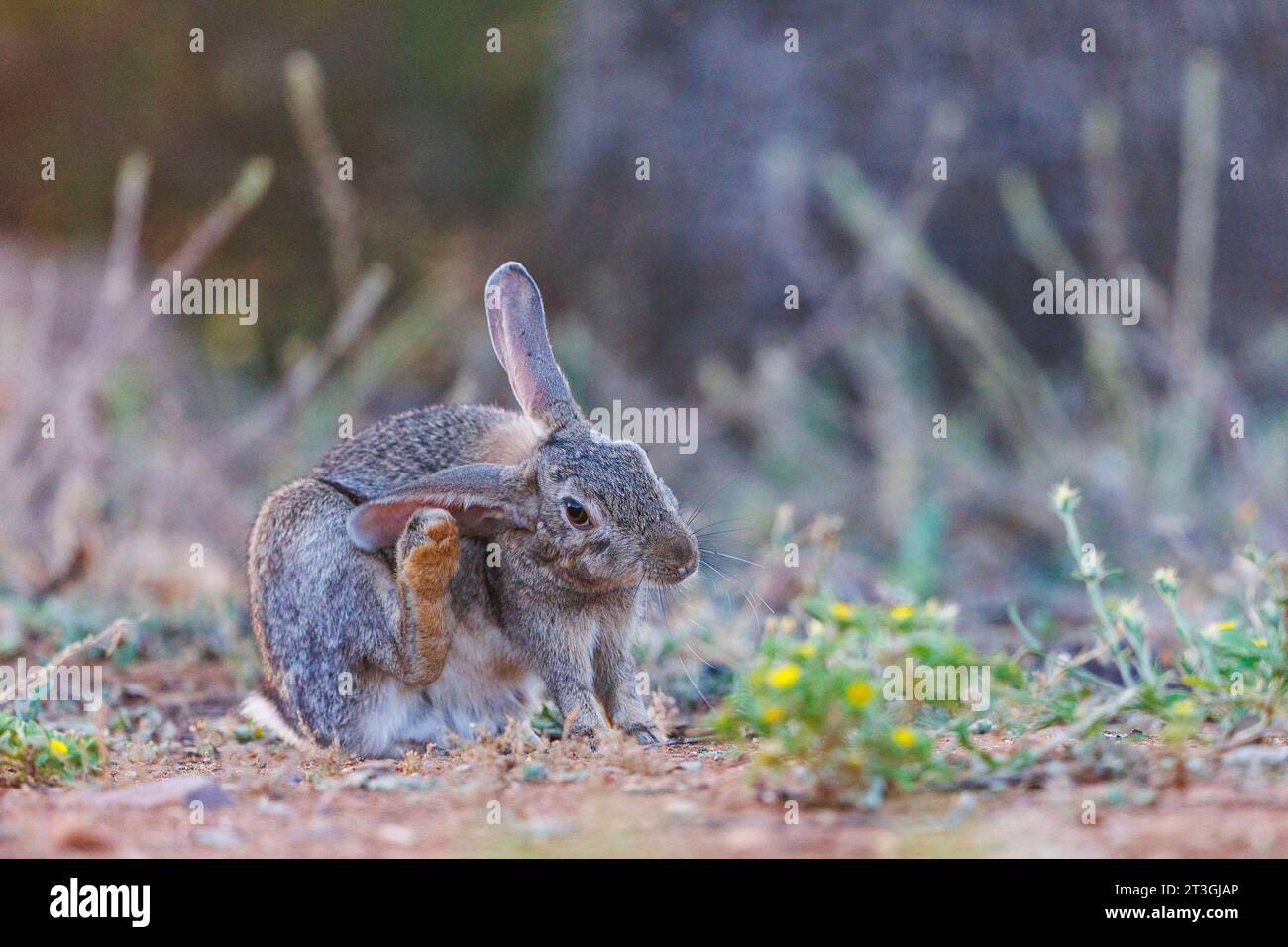 Scratching his ear hi-res stock photography and images - Alamy