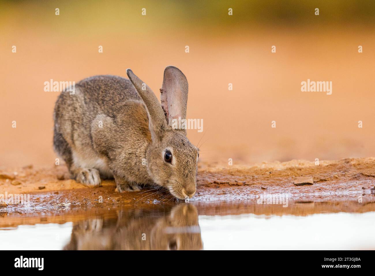 Europe, Spain, Province of Castilla-La Mancha, private property ...