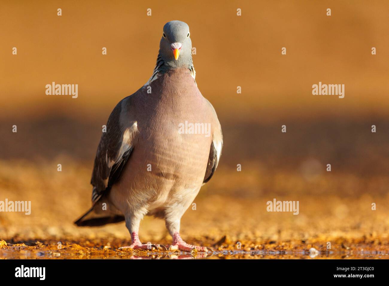 Europe, Spain, Castilla, Penalajo, Common wood pigeon or common ...
