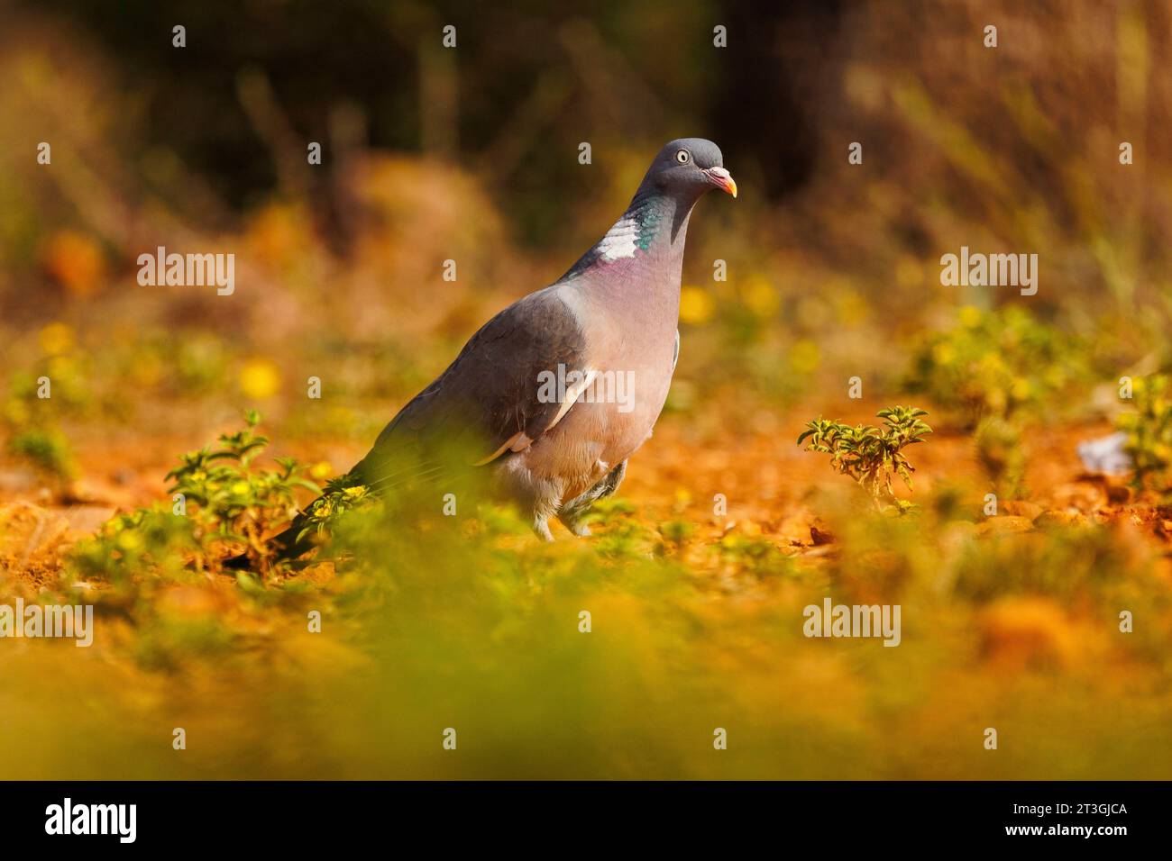 Europe, Spain, Castilla, Penalajo, Common wood pigeon or common ...
