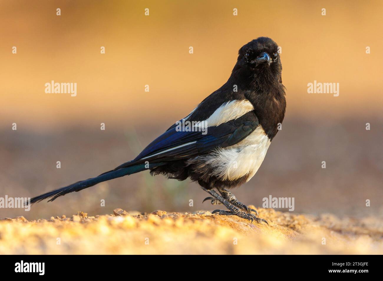 Europe, Spain, Castilla, Penalajo, European Magpie (Pica pica), on the ...