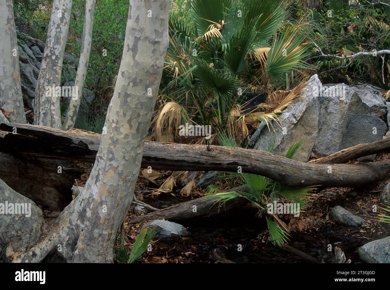Palms & sycamore in Hellhole Canyon, Anza Borrego Desert State Park ...
