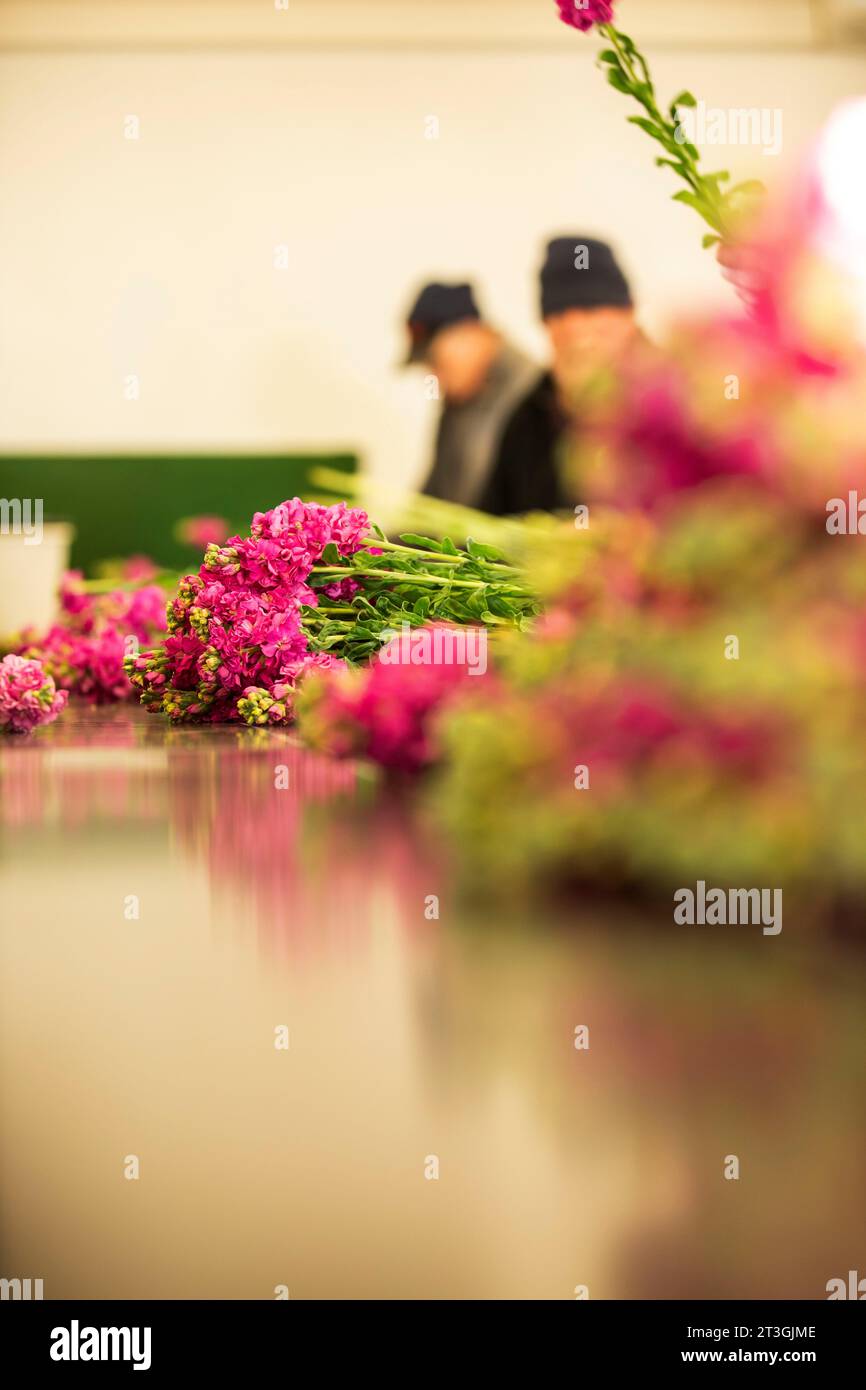 France, Var, Carqueiranne, horticultural farm of Frederic Trocello ...