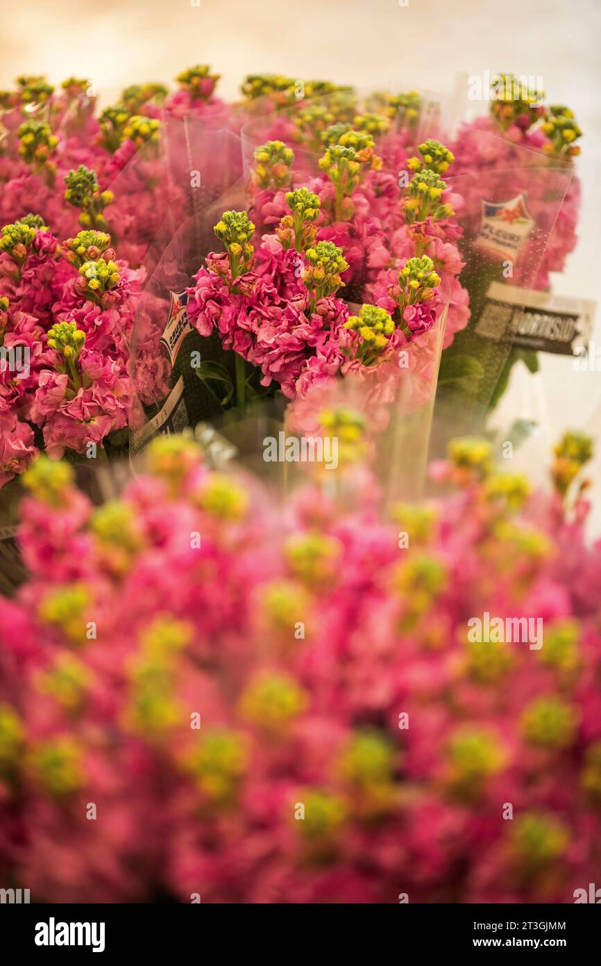 France, Var, Carqueiranne, horticultural farm of Frederic Trocello ...