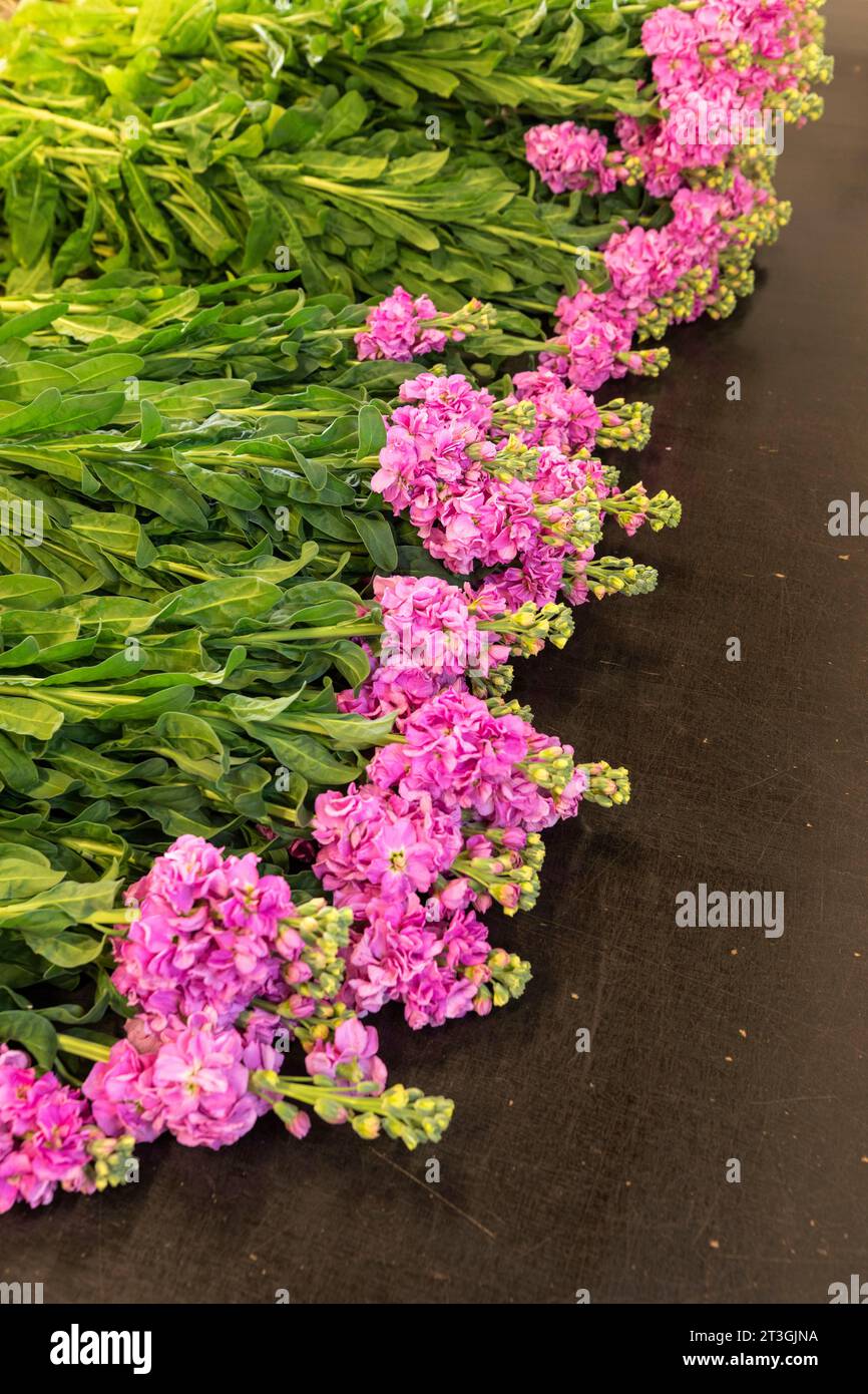 France, Var, Carqueiranne, horticultural farm of Frederic Trocello ...