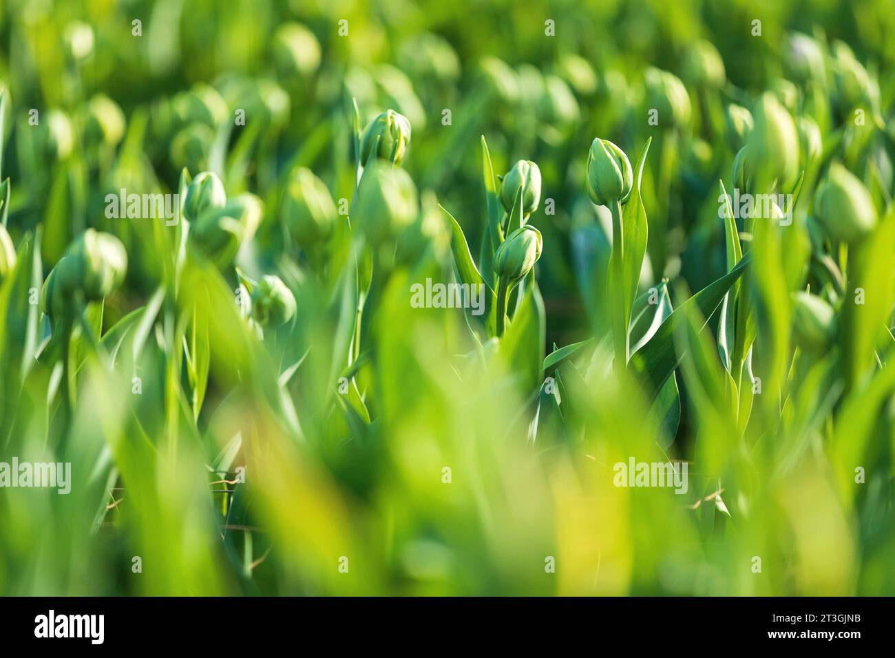 France, Var, Carqueiranne, horticultural farm of Frederic Trocello ...