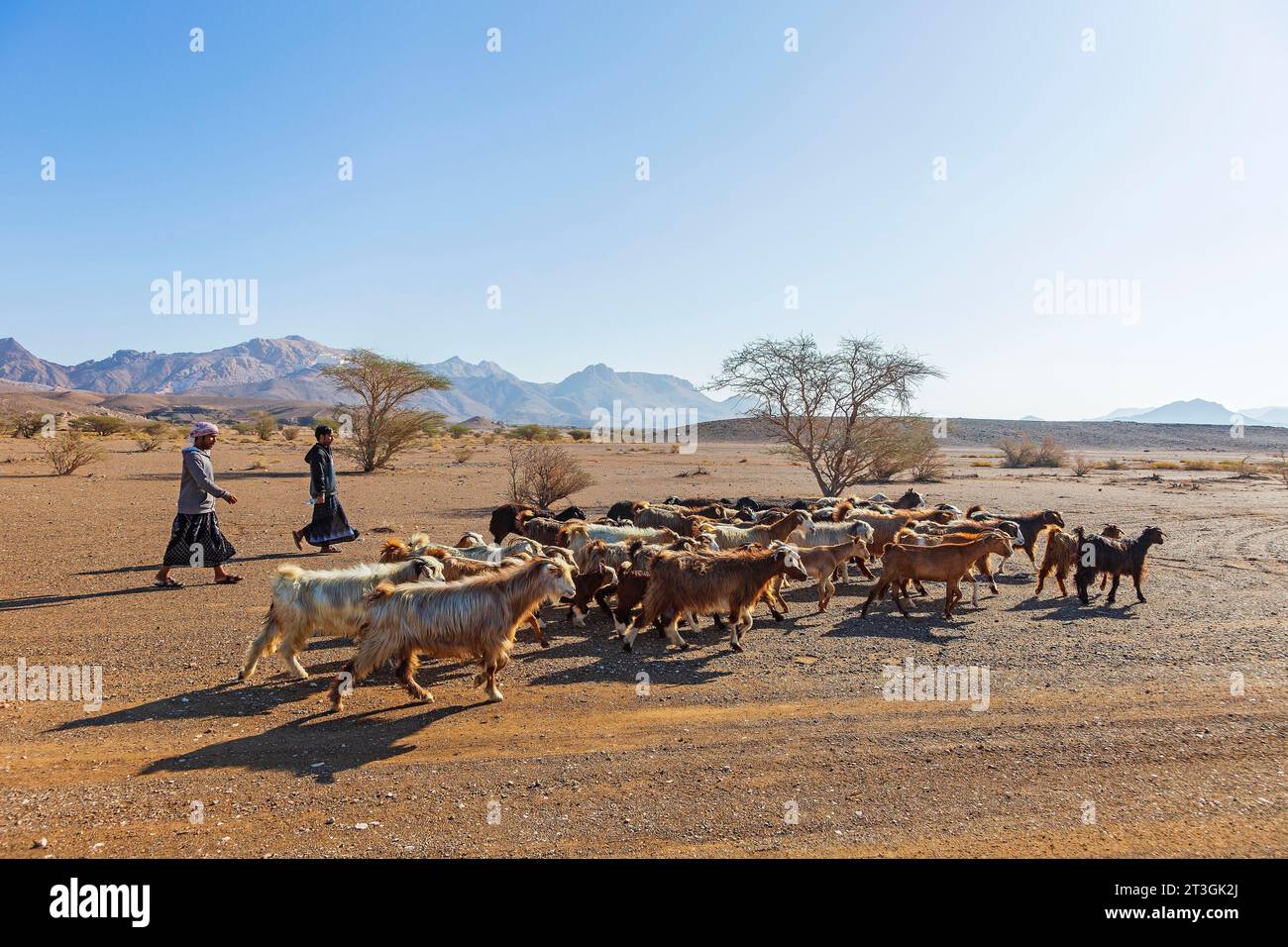 Sultanate of Oman, Ibri region, Ibri, Al Arid site, shepherd and his ...