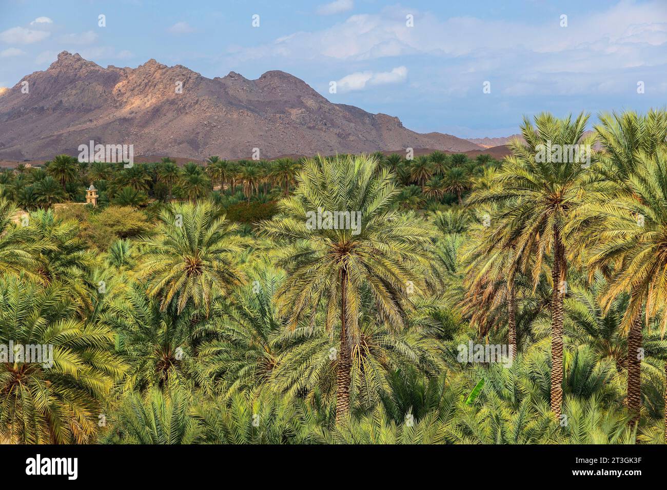 Sultanate of Oman, Ibri region, Bat, oasis Stock Photo - Alamy