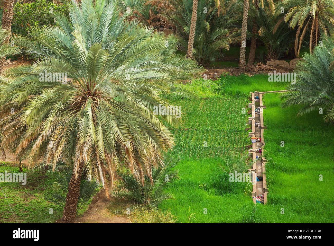 Sultanate of Oman, Ibri Region, Bat, oasis, irrigation canal Stock ...