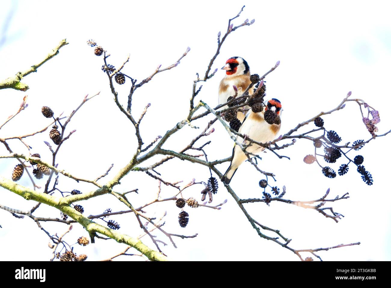 Stieglitz querformat hi-res stock photography and images - Alamy