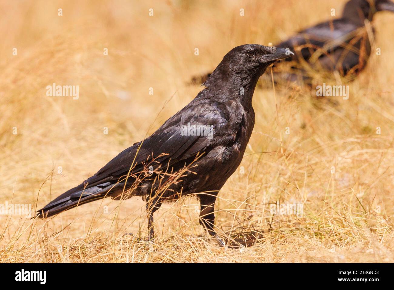 Spain, Castilla y Leon, Province of Leon, Boca del Huergano, Common ...