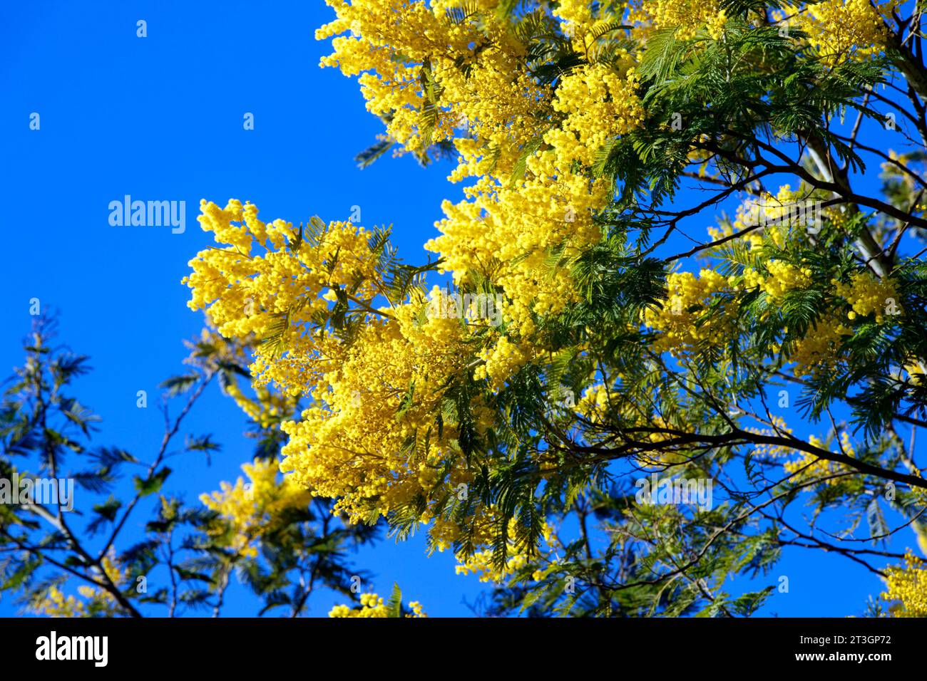 France, Alpes Maritimes, Tanneron Massif, Mandelieu la Napoule, mimosa ...