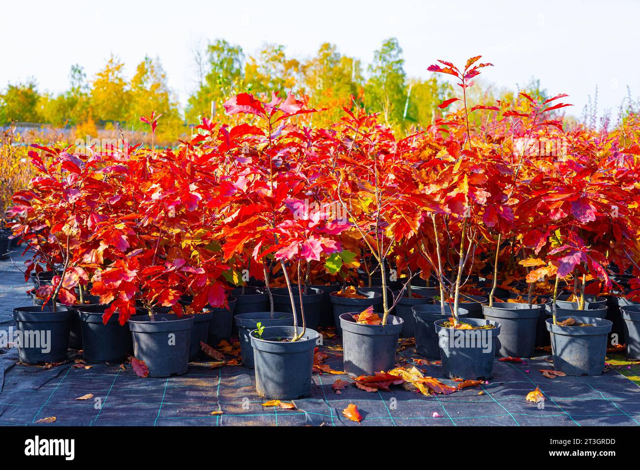 young red oak in a plant nursery. red oak in the plant nursery Stock ...