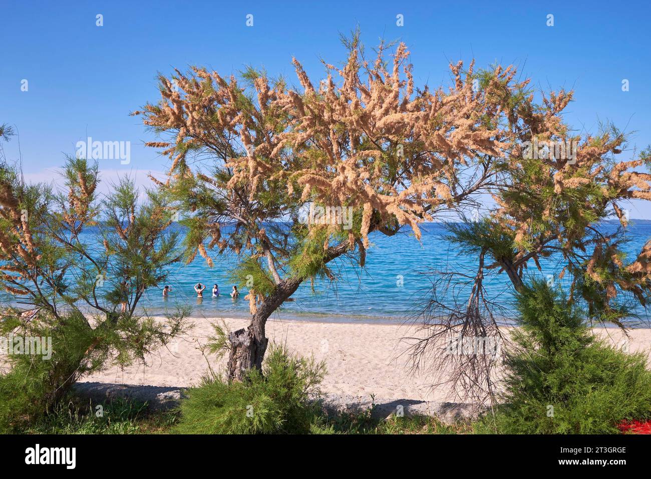Greece, Chalkidiki, Ierissos, Flowering tamarisk in front of the beach ...