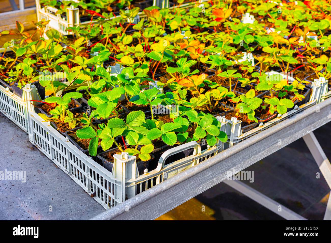 Strawberry seedlings in a tray in a plant nursery. planting ...