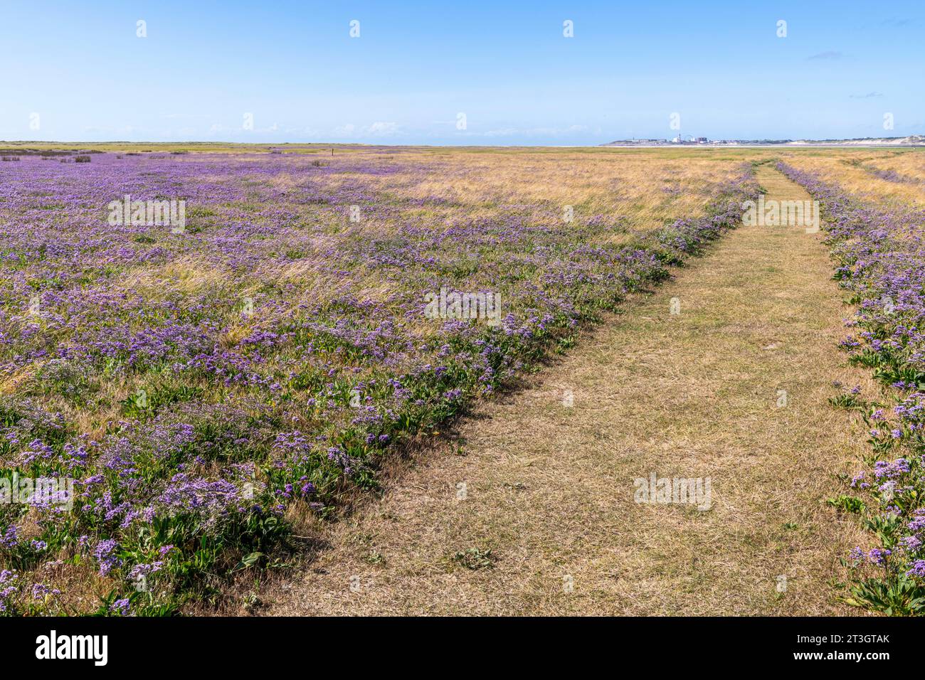 France, Somme, Baie d'Authie, Fort-Mahon, Baie d'Authie covered with ...