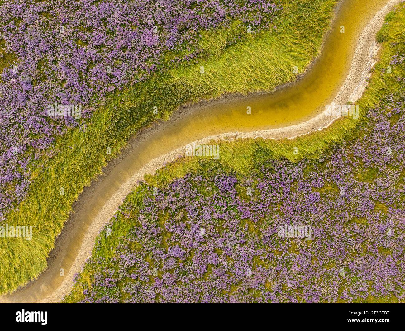 Cape Hornu flowered by wild statice. graphics Stock Photo - Alamy