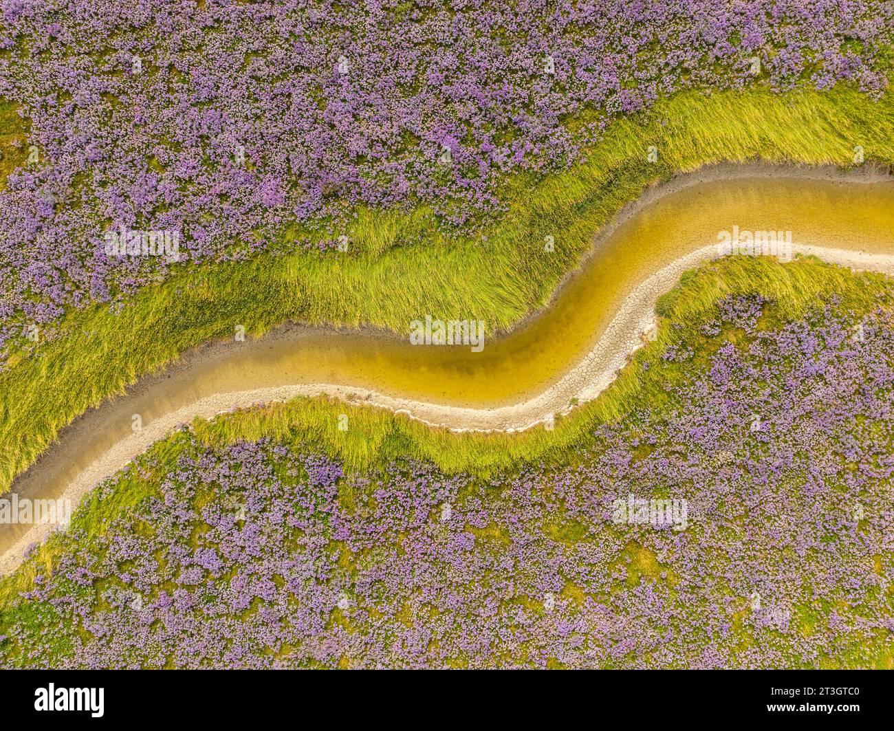 Cape Hornu flowered by wild statice. graphics Stock Photo - Alamy