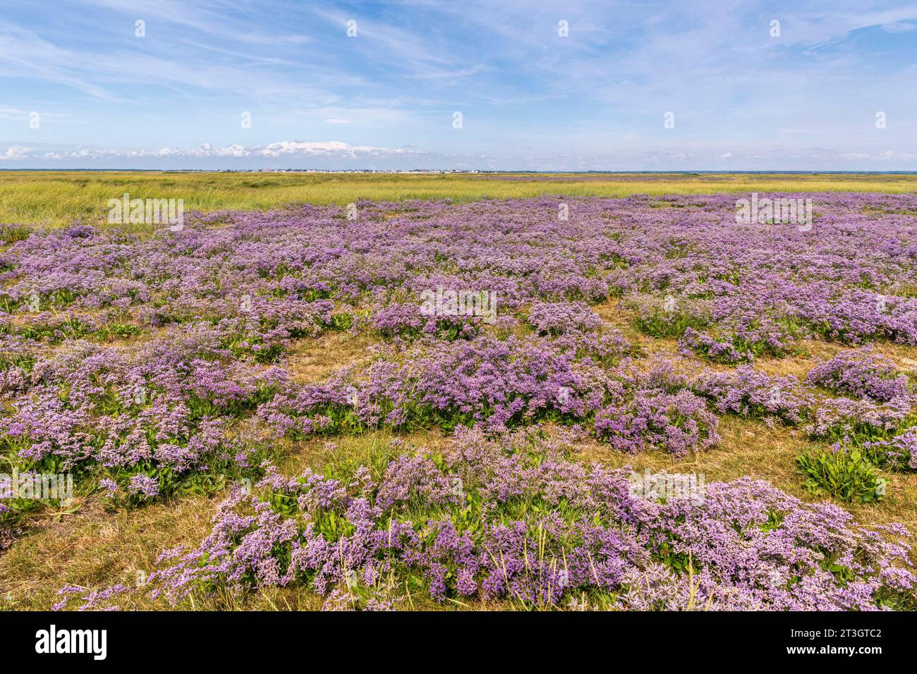 France, Somme, Baie de Somme, Cap Hornu, The path between Cap Hornu and ...