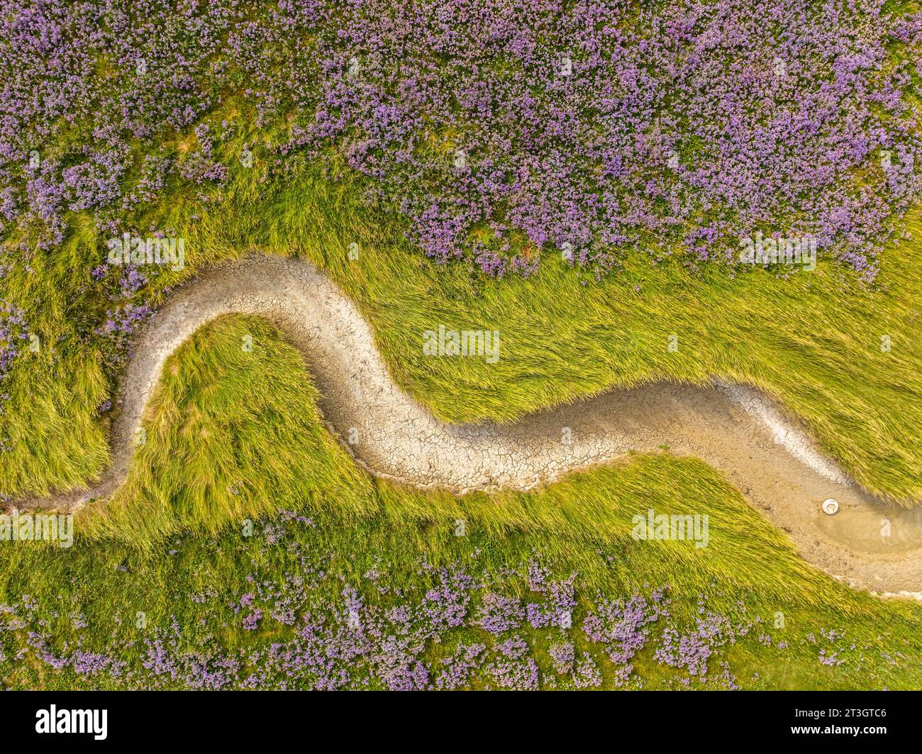 Cape Hornu flowered by wild statice. graphics Stock Photo - Alamy