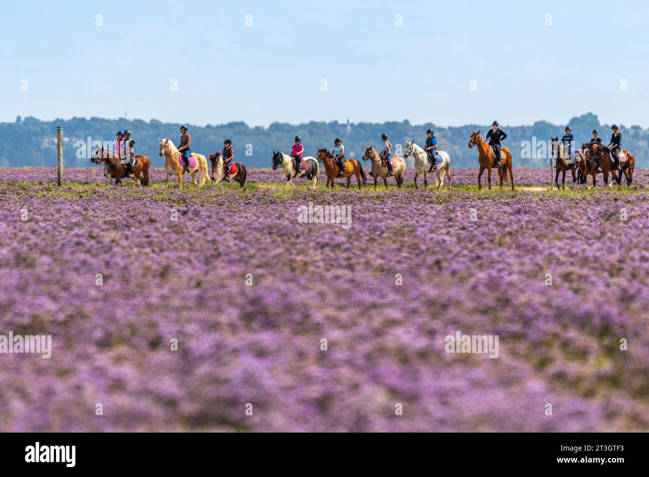 France, Somme, Baie de Somme, Le Crotoy, Plages de la Maye, Riders in ...