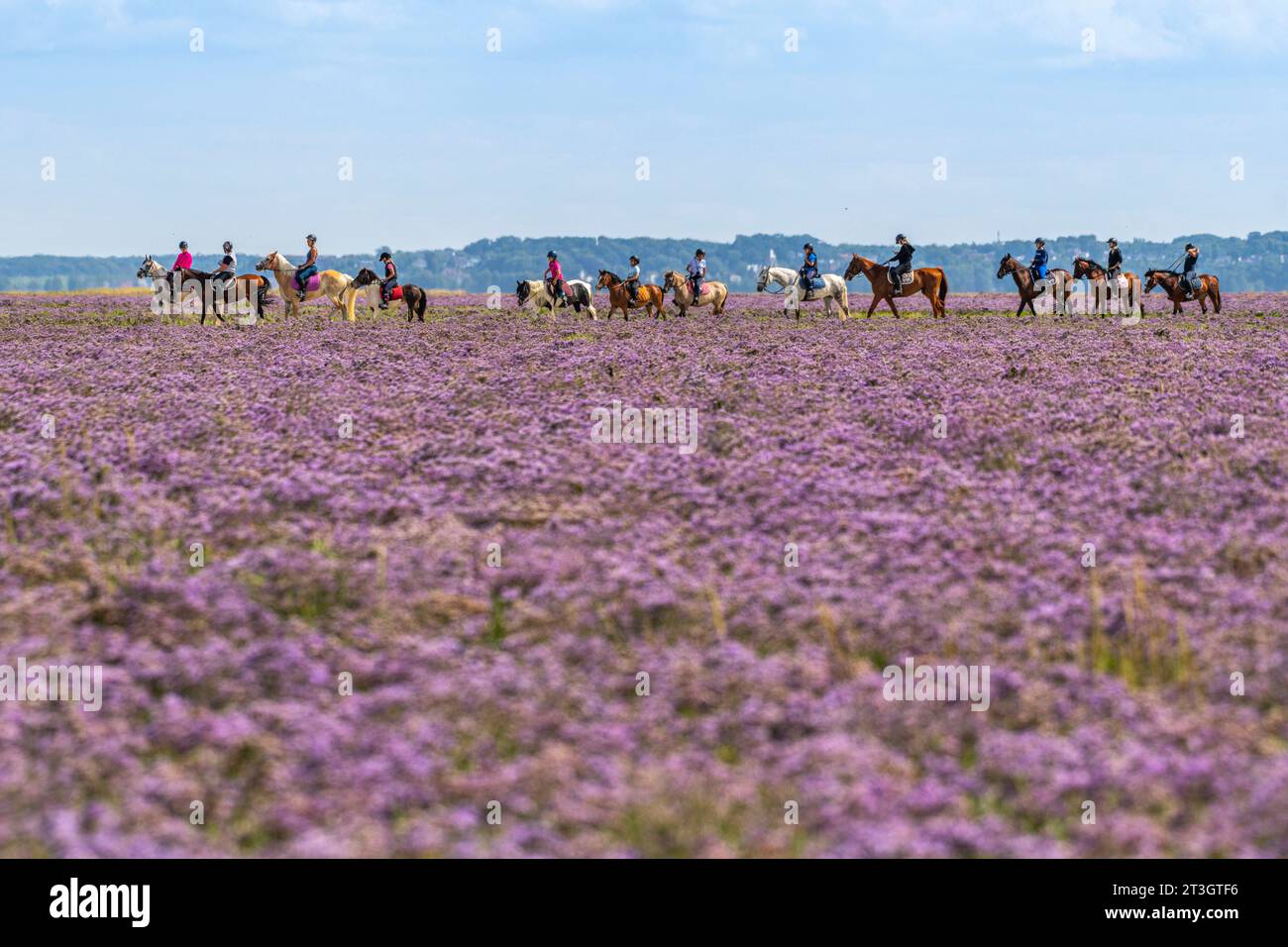 France, Somme, Baie de Somme, Le Crotoy, Plages de la Maye, Riders in ...