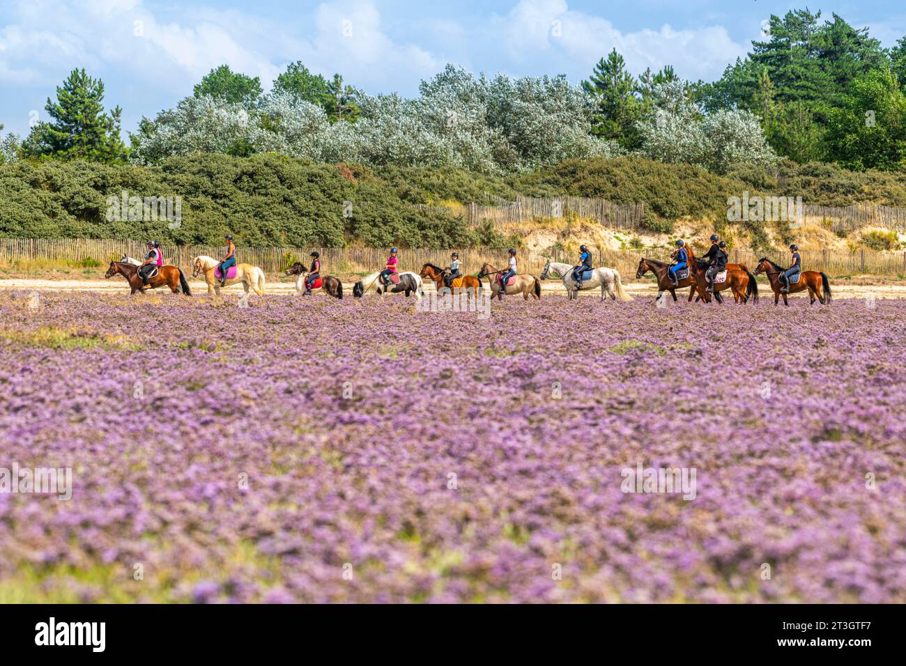 France, Somme, Baie de Somme, Le Crotoy, Plages de la Maye, Riders in ...