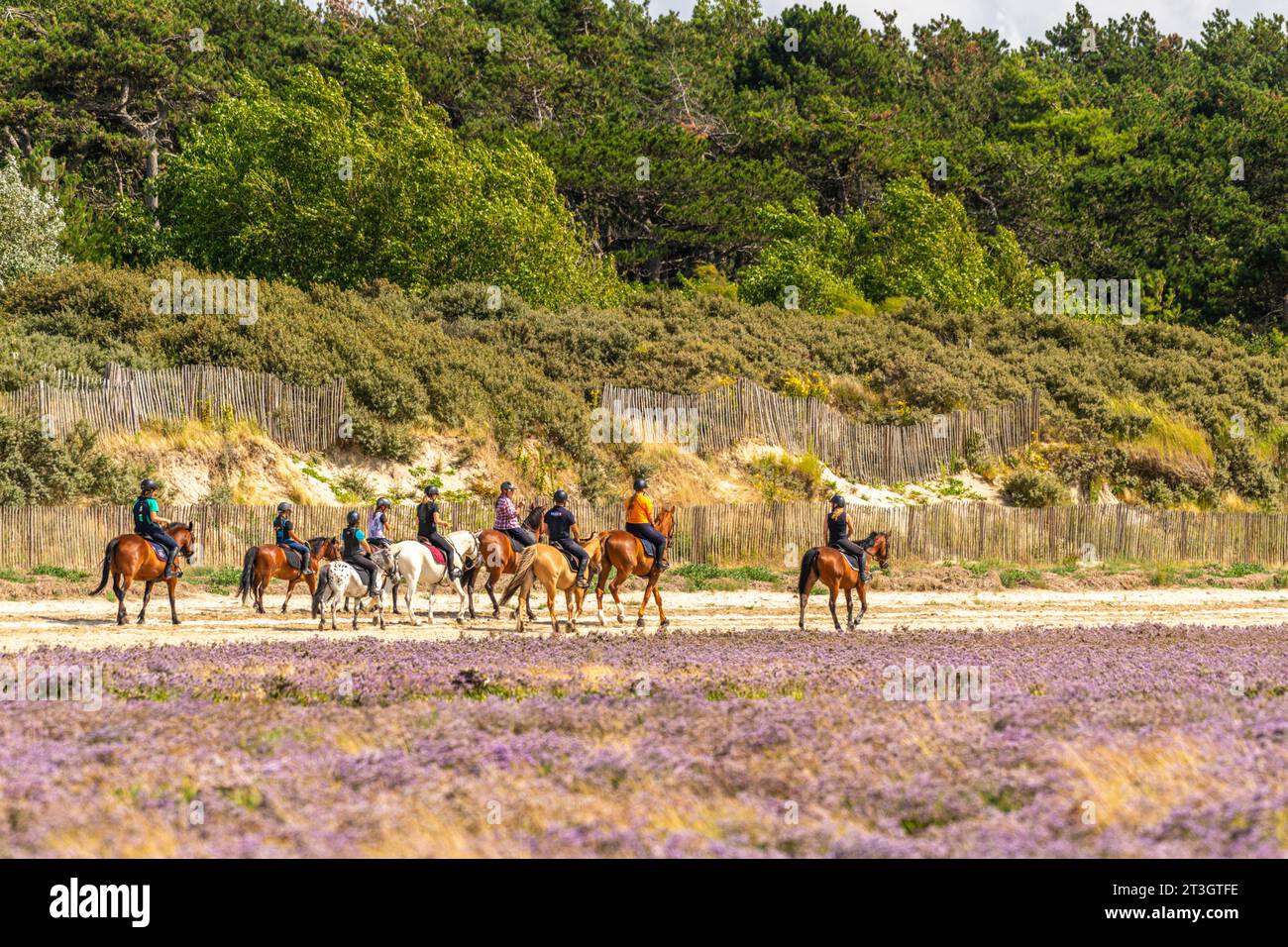 France, Somme, Baie de Somme, Le Crotoy, Plages de la Maye, Riders in ...