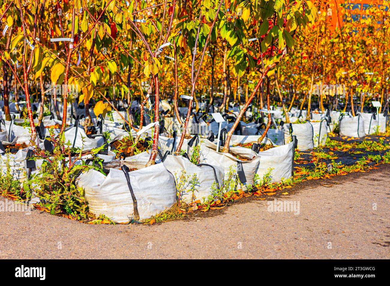 young plum tree in a plant nursery. sale of fruit trees in plant ...