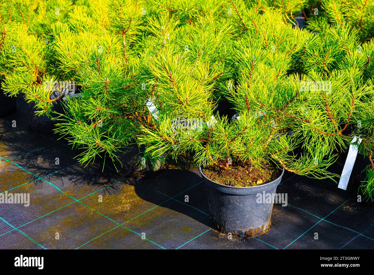 Young pine tree in hi-res stock photography and images - Alamy