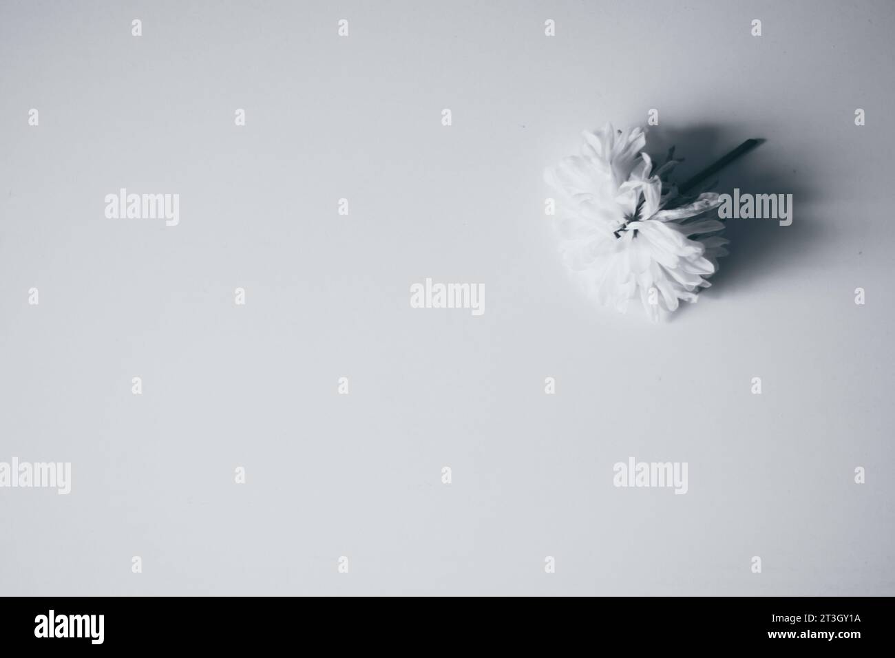 View of a white flower against white background Stock Photo - Alamy