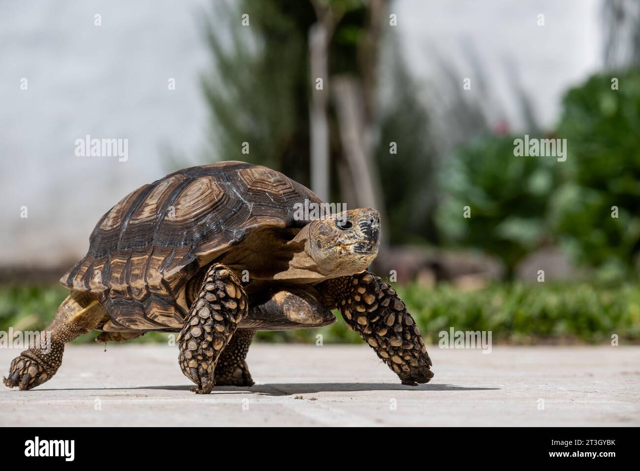Tortoise exploring a garden with beautiful grass and green plants Stock ...