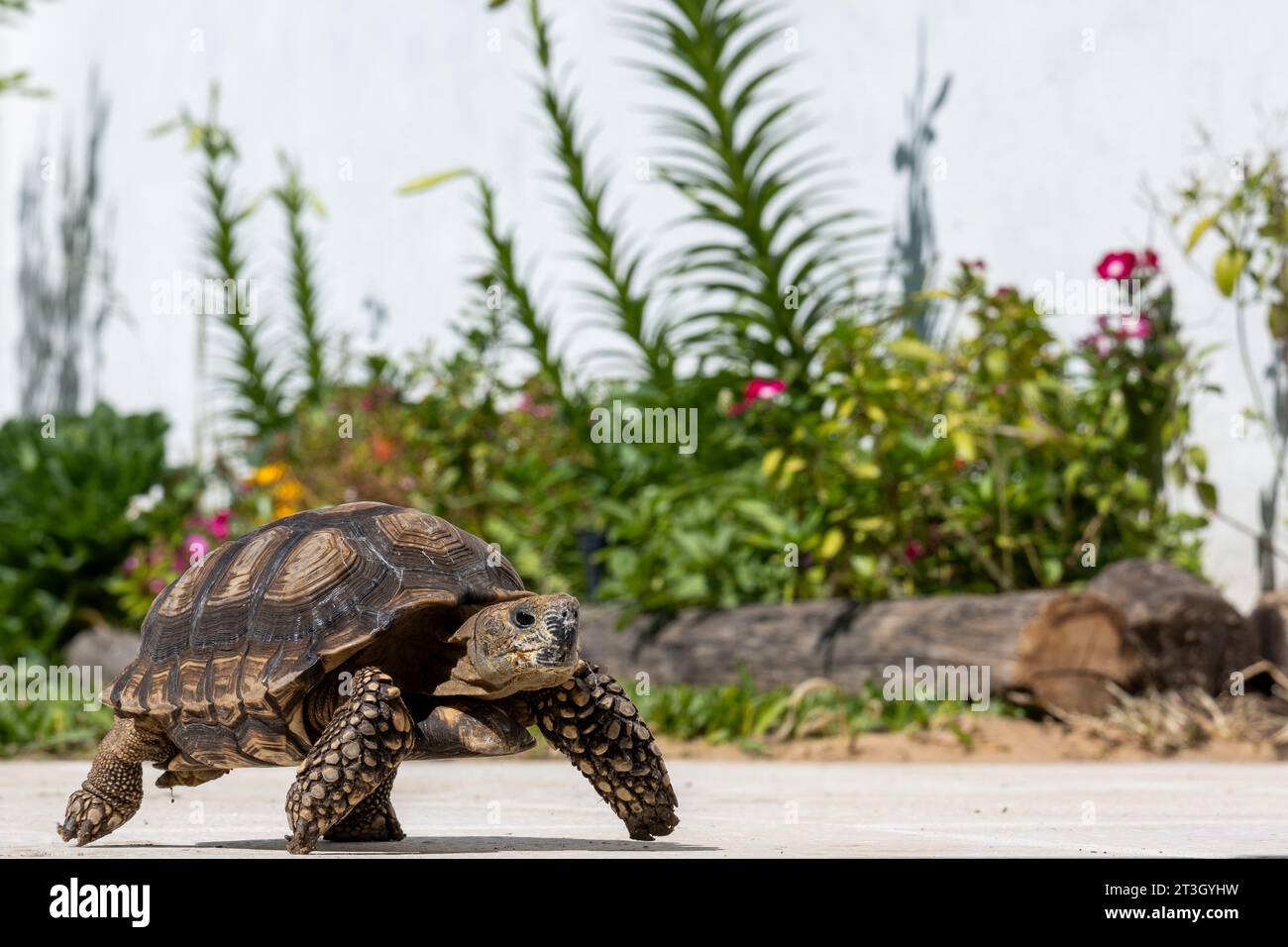 Tortoise exploring a garden with beautiful grass and green plants Stock ...