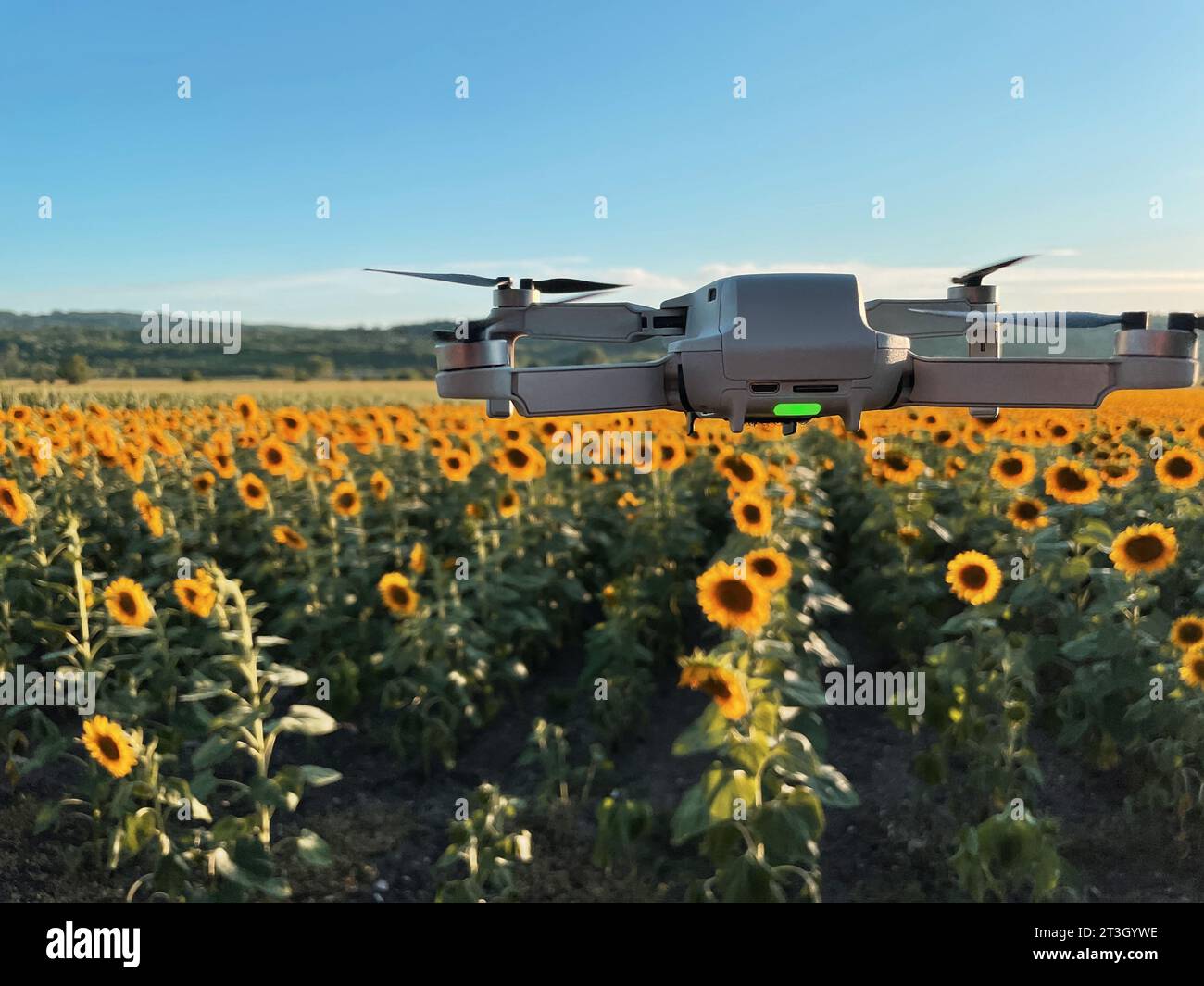 Drone hovering above Sunflower field, concept of using Drones in ...