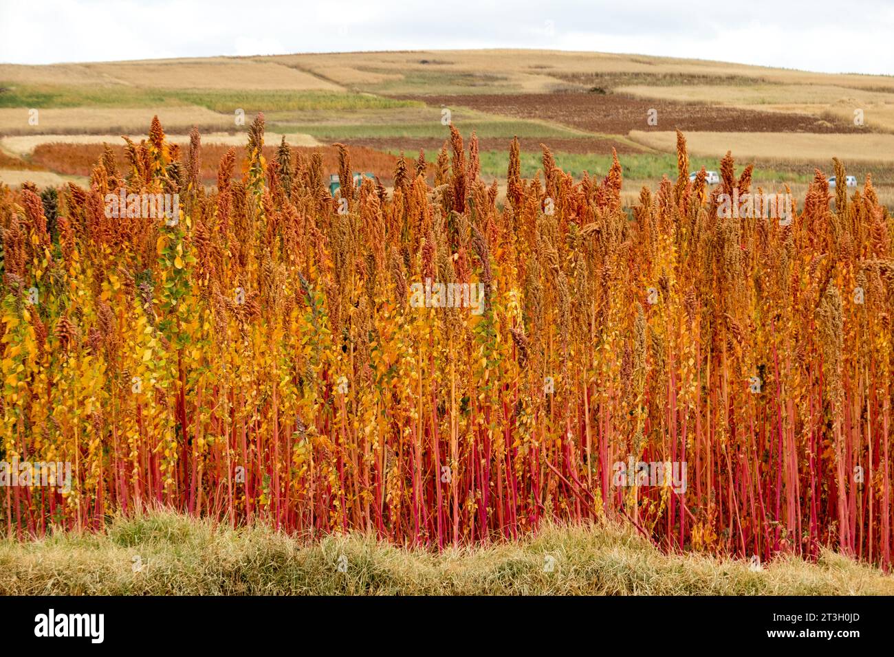 Quinoa field in Peru Stock Photo - Alamy