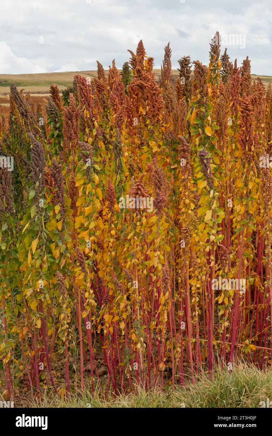 Field quinoa hi-res stock photography and images - Alamy