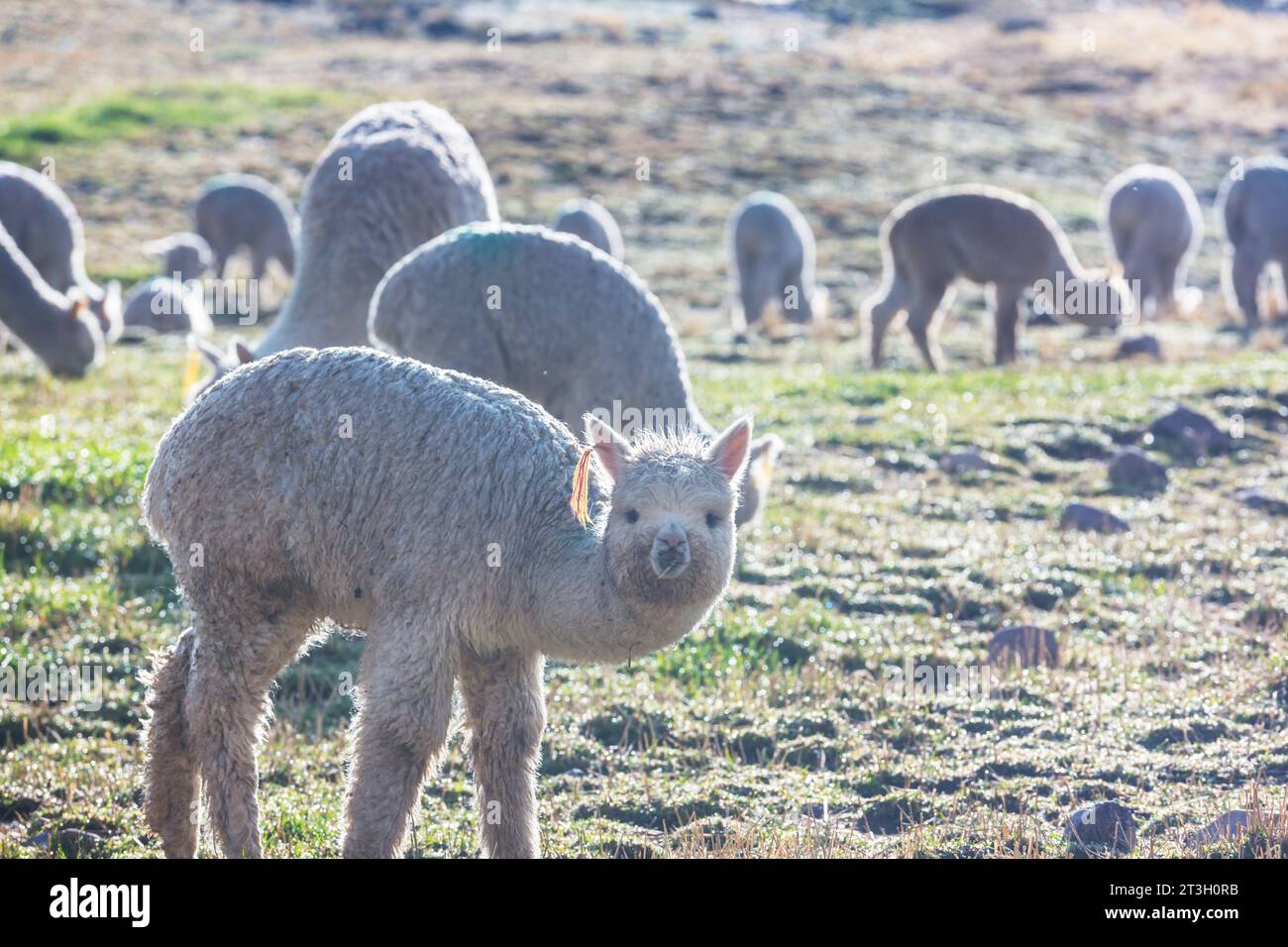 Peruvian alpaca in Andes, Peru, South America Stock Photo - Alamy