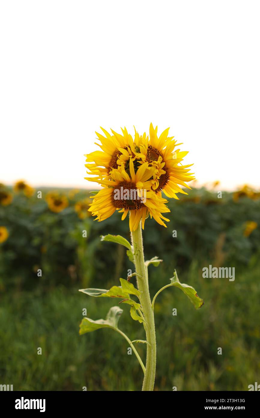 Unusual modified sunflower mutation at field. Deformulated conjoined ...