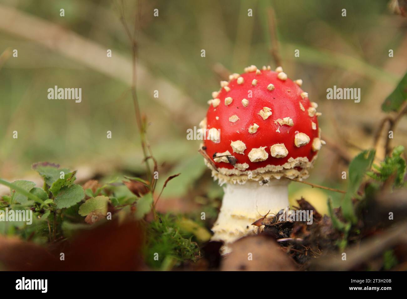 a wonderful little red fly agaric mushroom with a round egg like cap ...