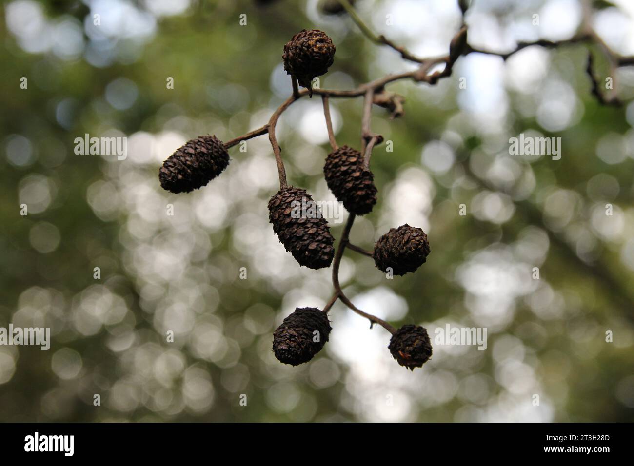 black alder cones closeup in the forest in autumn and a bokeh ...