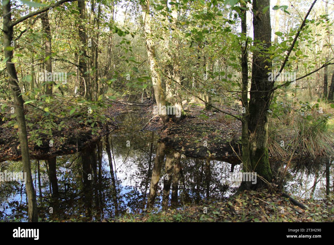 a swamp forest with birch and black alder trees and a large pool with ...