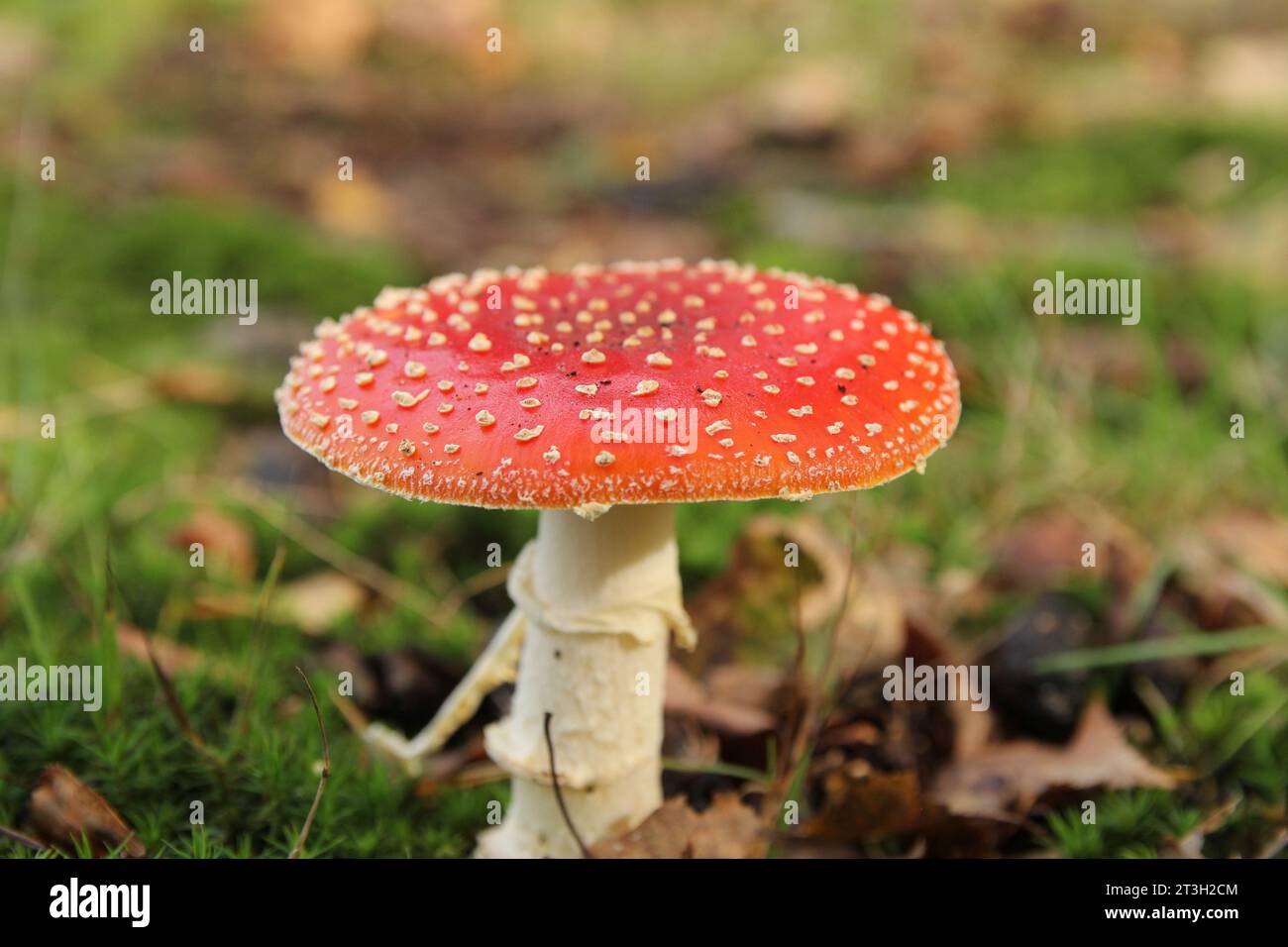 Spotted mushroom cap hi-res stock photography and images - Alamy