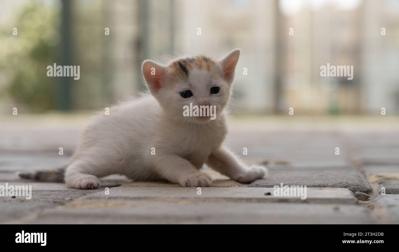 A close-up photograph of a three-day-old kitten, a street cat of Middle ...
