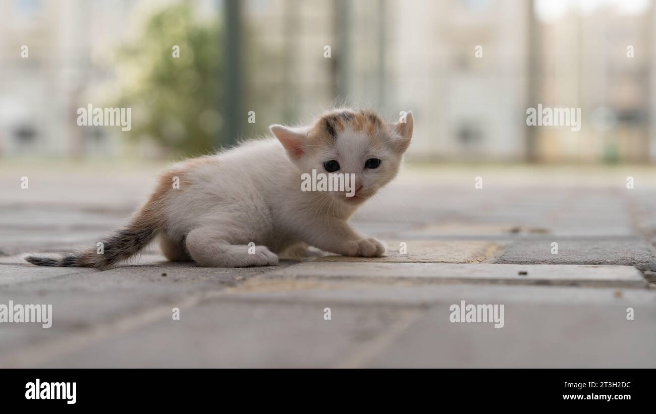 Middle eastern origin hi-res stock photography and images - Alamy