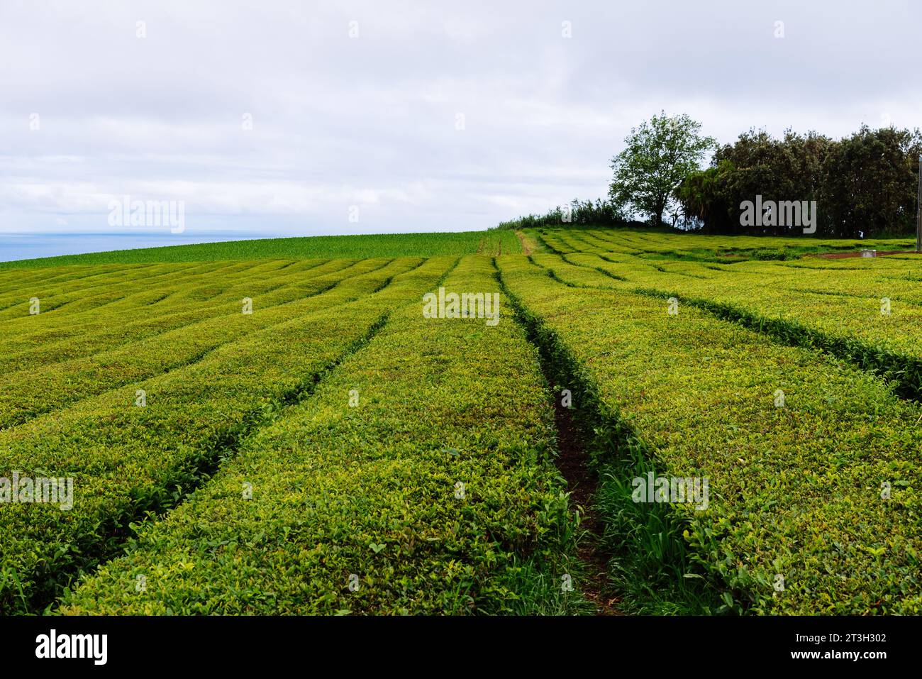 Tropical tea plantation in Sao Miguel Island, Azores, Portugal. Tea ...